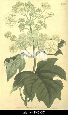 Curtis's Botanical Magazine is an iconic publication known for its ...