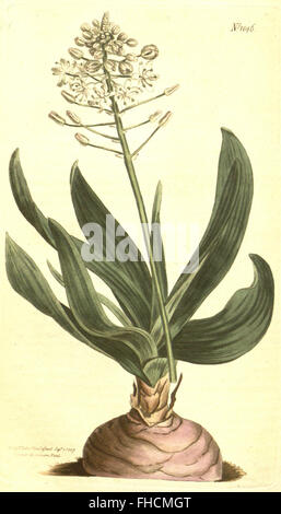 Curtis's Botanical Magazine, botany, Missouri Botanical Garden, Peter H ...