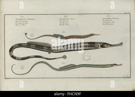 A comprehensive work on the economic natural history of German fishes ...