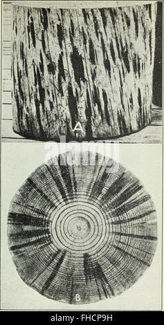*Defects in Timber Caused by Insects* from 1490 is an early work on the ...