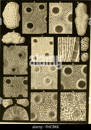 A 1854 publication of the Imperial Academy of Sciences, focusing on ...