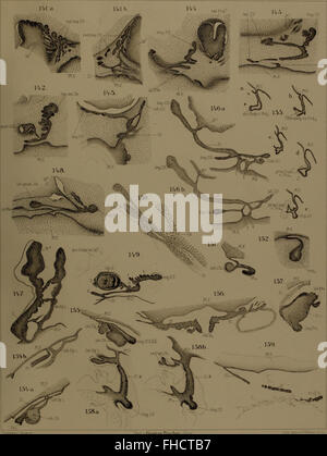 A historical medical journal from 1897 focused on gynecology and ...