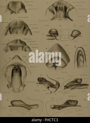 A natural history work from 1897, detailing various species of plants ...