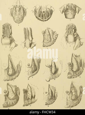 A 1910 publication from the Medical and Natural Science Society of Jena ...