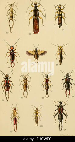 Dermaptera (Earwigs) (1910 Stock Photo - Alamy