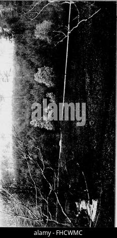 *Der deutsche Wald* (The German Forest) from 1914 explores the ecology ...