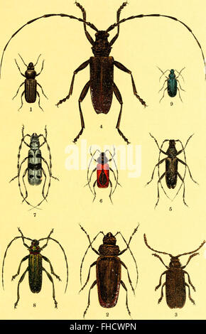 A practical guide to collecting and identifying beetles (1896 Stock ...