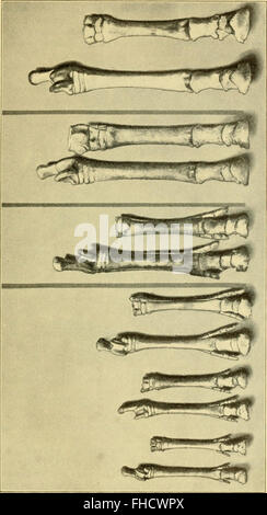 *Der Mensch, sein Ursprung und seine Entwicklung* (1911) is a work by Ernst Haeckel, presenting ...