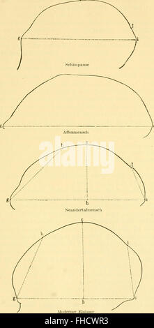 *Der Mensch, sein Ursprung und seine Entwicklung* (1911) is a work by Ernst Haeckel, presenting ...