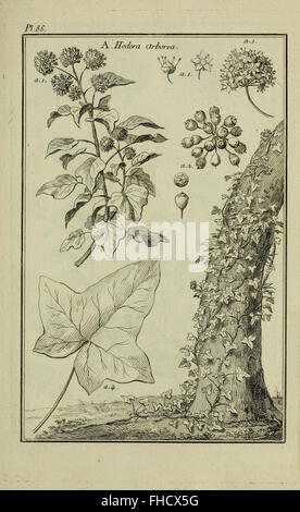 vertus et usages de sept cents dix-neuf plantes Stock Photo - Alamy