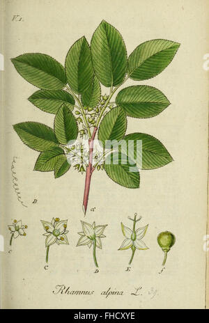 A detailed botanical work depicting the flora of Germany, with accurate ...