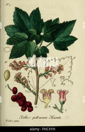 Deutschlands Flora, a botanical work depicting Germany’s flora in ...