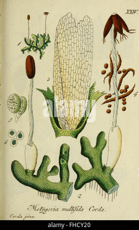 A 1832 work on the flora of Germany, showcasing plant species through ...