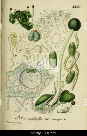 An 1832 illustrated work documenting the flora of Germany, offering ...