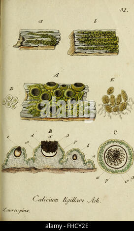 An 1832 illustrated work documenting the flora of Germany, offering ...
