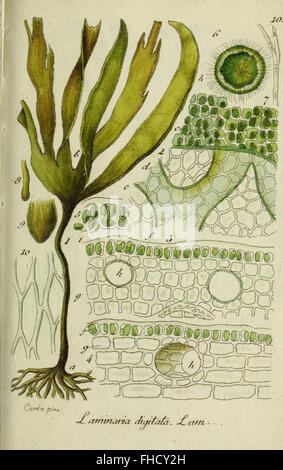 Germany's flora in illustrations according to nature (1862), a detailed ...