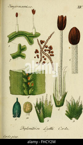 A 1832 work depicting the flora of Germany through illustrations based ...