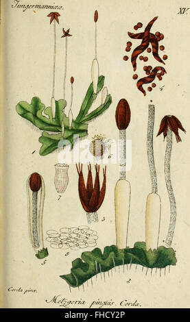 A German botanical work from 1832, featuring natural illustrations of ...