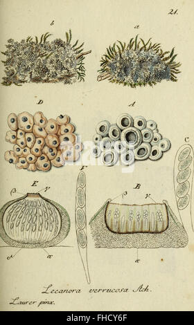 A botanical work from 1832 featuring illustrations of German flora ...