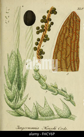 A 1832 work illustrating the flora of Germany, offering detailed ...