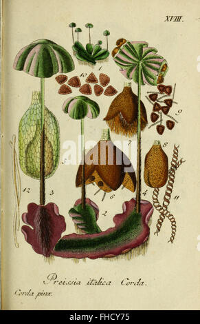 A detailed botanical work illustrating the flora of Germany, showcasing ...