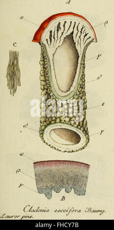 A 1832 work illustrating the flora of Germany, offering detailed ...