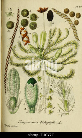 Flora of Germany in illustrations after nature, depicting plant species ...