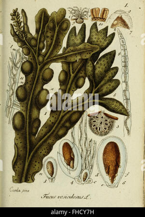 An 1832 botanical work depicting the flora of Germany through detailed ...