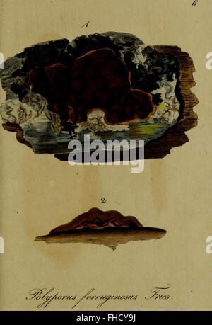 Deutschlands Flora in Abbildungen Nach Der Natur, a German botanical ...