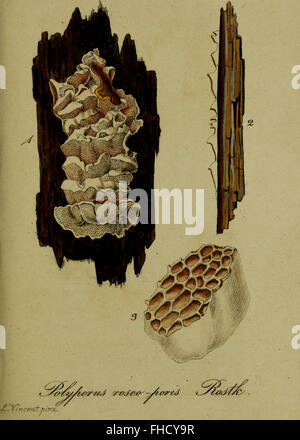 A 1841 German botanical work, 'Deutschlands Flora in Abbildungen nach ...