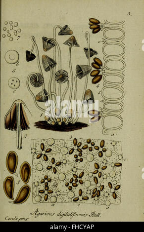 A botanical work illustrating the flora of Germany with detailed ...