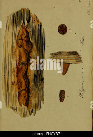 This 1841 work, 'Deutschlands Flora', showcases detailed illustrations ...