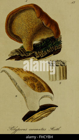 A German botanical book from 1841 illustrating the flora of Germany ...
