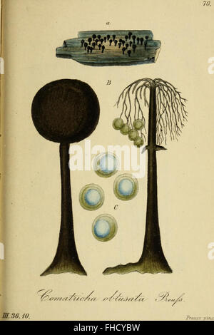 Germany's Flora in Illustrations According to Nature, 1862 Stock Photo ...
