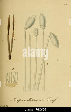 Germany's flora in illustrations according to nature (1862), a detailed ...