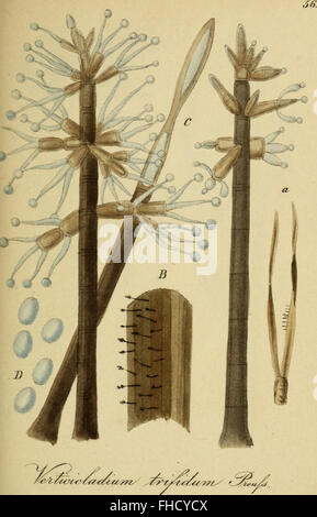 An illustrated botanical work from 1862 depicting the flora of Germany ...