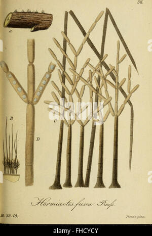 A botanical work depicting the flora of Germany, with illustrations ...