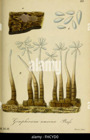 Deutschlands Flora in Abbildungen nach der Natur, German flora ...