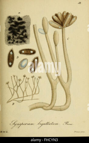 Flora of Germany in illustrations after nature, depicting plant species ...