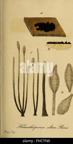 Flora of Germany in illustrations based on nature (1833 Stock Photo - Alamy
