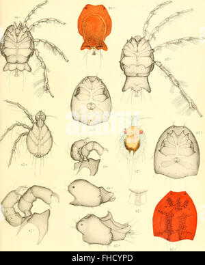 A 1897 study on the Hydrachnidia (water mites) of Germany, documenting ...