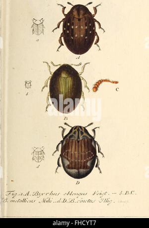 'Deutschlands Insecten' (1805) is an entomological work documenting ...