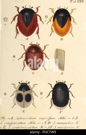 A 1805 work documenting the insects of Germany, focusing on species ...