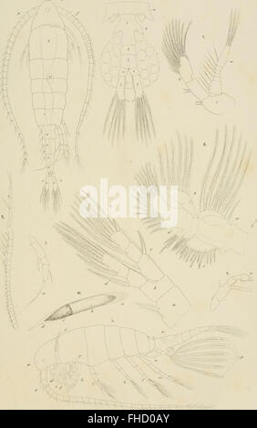 Scientific study of crustaceans in Scania, Cladocera, Ostracoda ...