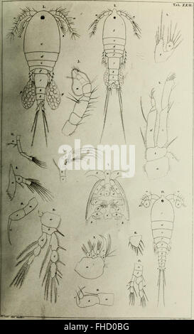 A 1853 study on the crustaceans of Skåne, Sweden, covering species from ...