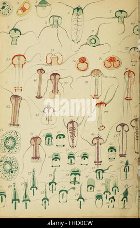 A 1893 study on spermatogenesis in decapod crustaceans, examining ...