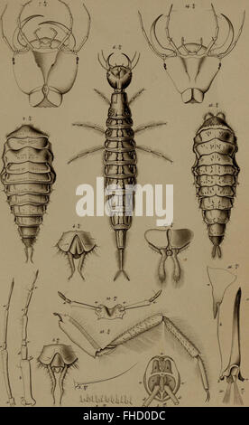 A 1861 work on the metamorphosis of Eleutheratorum insects ...