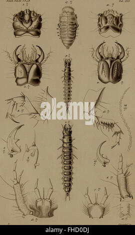 An 1861 work focused on the metamorphosis of insects, contributing to ...