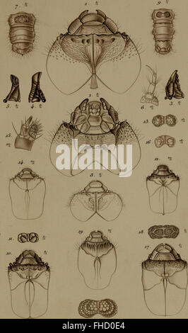A 1861 study on the metamorphosis of Eleutheratorum insects ...