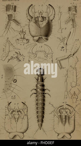 A 1861 work detailing the metamorphosis of insects, contributing to the ...